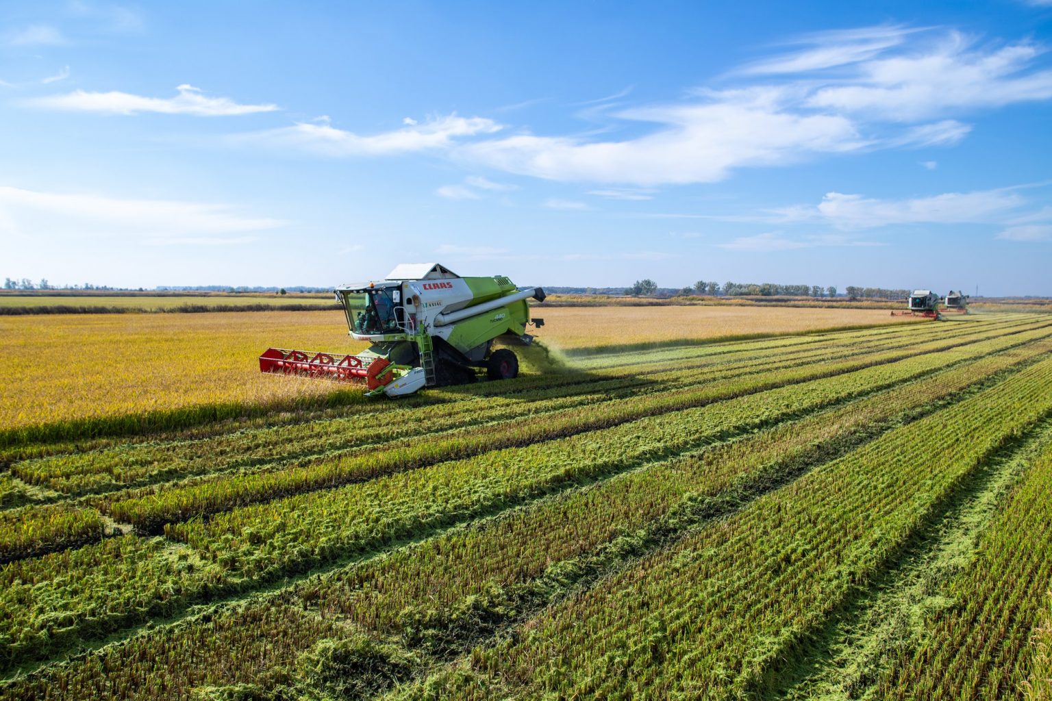 Who are we? – Rice-Ler